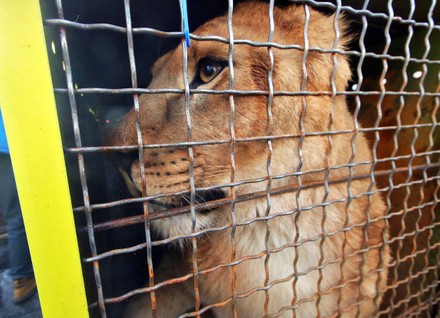 Lion Wild Animal Transport Cage Prior Editorial Stock Photo - Stock ...