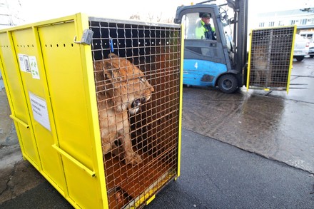 Lion Wild Animal Transport Cage Prior Editorial Stock Photo - Stock ...