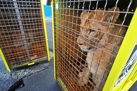Lions Wild Animal Transport Cages Prior Editorial Stock Photo - Stock ...