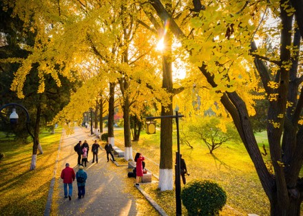 250 Ginkgo biloba Stock Pictures, Editorial Images and Stock Photos ...
