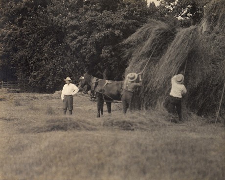 10 Pitching hay Stock Pictures, Editorial Images and Stock Photos ...