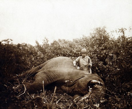 Former Us President Theodore Roosevelt Bull Editorial Stock Photo ...