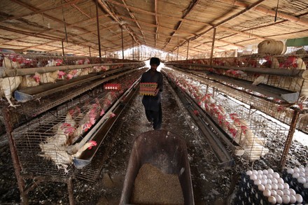 Laborer Collects Eggs Poultry Farm Karachi Editorial Stock Photo ...