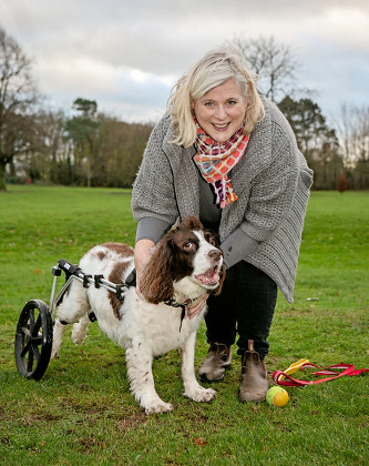 Pip Springer Spaniel Femail Dogs On Editorial Stock Photo - Stock Image ...