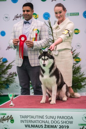 2,000 Husky dog Stock Pictures, Editorial Images and Stock Photos ...