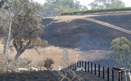Sheep Lie Burnt Paddock Woodside Australia Editorial Stock Photo ...