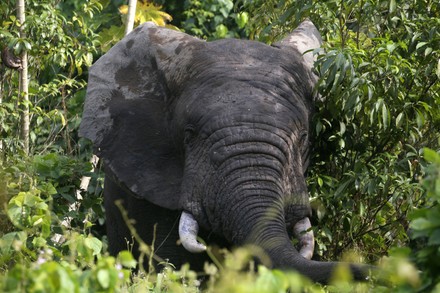 Elephant Eats Leaves Rubber Plantation Tiassale Editorial Stock Photo ...