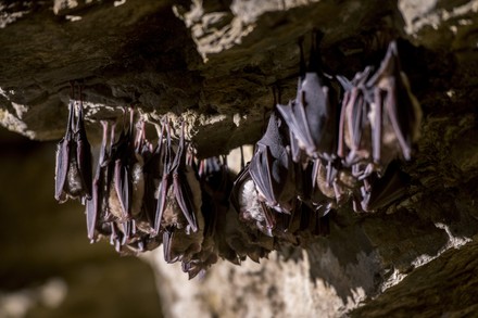 Greater Horseshoe Bats Seen During Their Editorial Stock Photo - Stock ...
