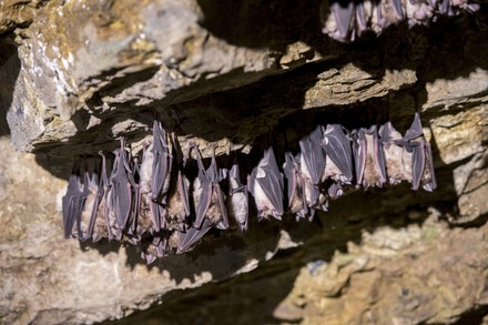Greater Horseshoe Bats Seen During Their Editorial Stock Photo - Stock ...