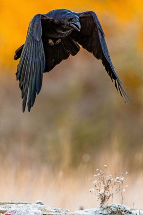 500 Common raven Stock Pictures, Editorial Images and Stock Photos ...