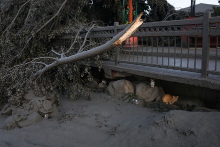 Cats Hide Under Road After Volcano Editorial Stock Photo - Stock Image ...