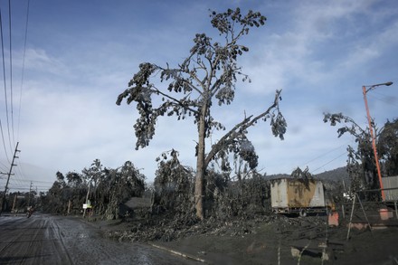 General View Damaged Tree After Volcano Editorial Stock Photo - Stock ...