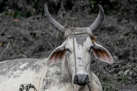 Ashcovered Cow Seen Taal Volcano Erupts Editorial Stock Photo - Stock ...