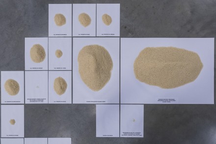 Foreground One Grain Rice Represents Qasem Editorial Stock Photo ...