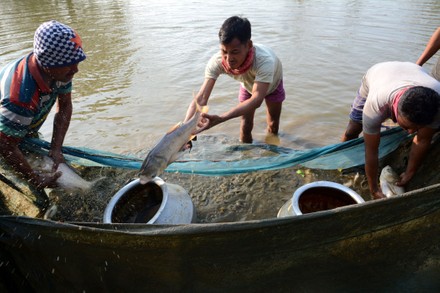 Indian Fishermen Catch Fish Pond Uttarpara Editorial Stock Photo ...