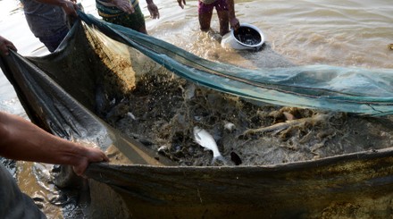 Indian Fishermen Catch Fish Pond Uttarpara Editorial Stock Photo ...