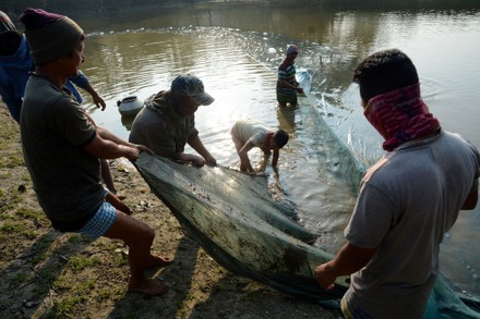 INDIAN FISHERMEN CATCH FISH POND UTTARPARA Editorial Stock Photo ...