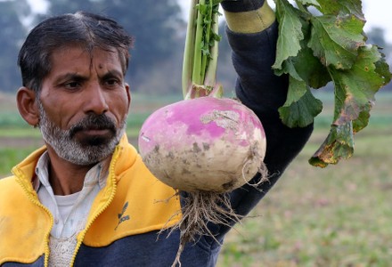 Indian Farmer Shows Big Turnip After Editorial Stock Photo - Stock ...