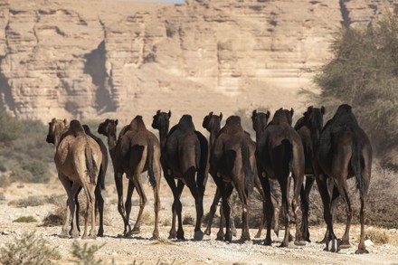 View Camel Herd Between Wadi Aldawasir Editorial Stock Photo - Stock ...