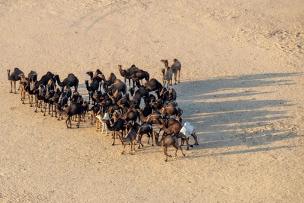 View Camel Herd Between Haradh Shubaytah Editorial Stock Photo - Stock ...