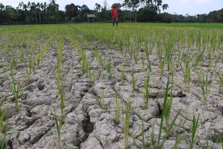 Rice Fields Hit By Drought North Editorial Stock Photo - Stock Image ...