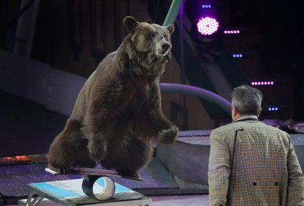 250 Bear in circus Stock Pictures, Editorial Images and Stock Photos ...