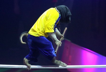 Circus Monkey Black Sock Over Head Editorial Stock Photo - Stock Image ...
