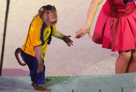 Circus Monkey Performs During Dress Rehearsal Editorial Stock Photo ...