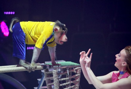 Circus Monkey Performs During Dress Rehearsal Editorial Stock Photo ...