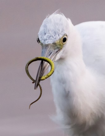 Needlefish Wraps Itself Around Herons Beak Editorial Stock Photo ...