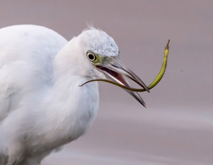 Needlefish Wraps Itself Around Herons Beak Editorial Stock Photo ...