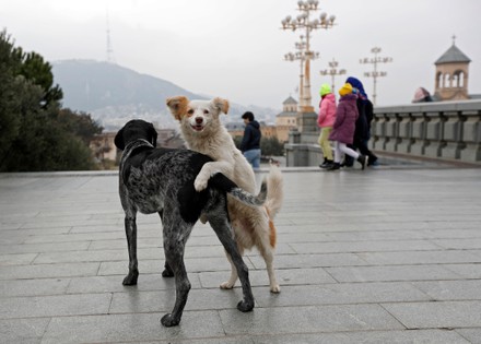 Stray Dogs Tbilisi Georgia 19 January Editorial Stock Photo - Stock ...