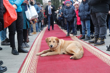 Stray Dogs Tbilisi Georgia 19 January Editorial Stock Photo - Stock ...