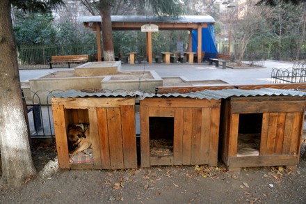 Stray Dogs Tbilisi Georgia 15 January Editorial Stock Photo - Stock ...