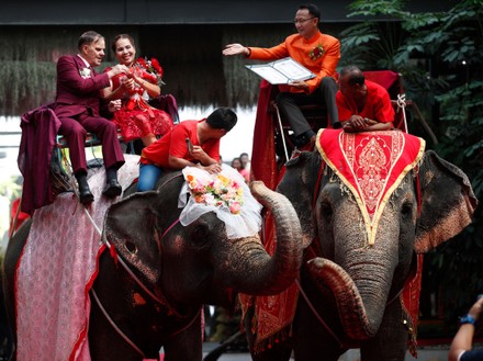 __COUNT__ Marriage registration ceremony on elephant back, in Thailand ...