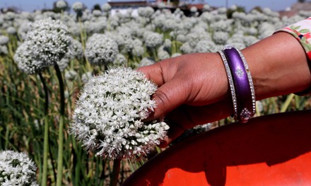 Indian Farmers Cultivate Onion Farm On Editorial Stock Photo - Stock ...