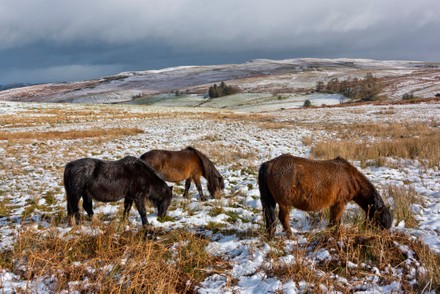 Welsh Mountain Ponies Forage Grass Under Editorial Stock Photo - Stock ...