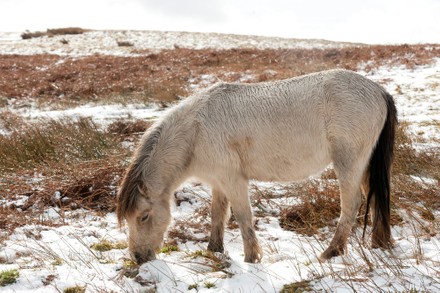Welsh Mountain Ponies Forage Grass Under Editorial Stock Photo - Stock ...