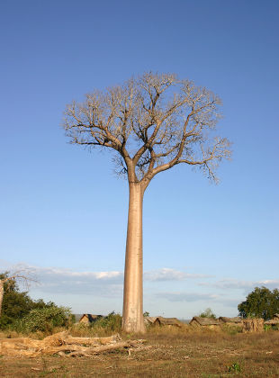 Tree Madagascar Editorial Stock Photo - Stock Image | Shutterstock