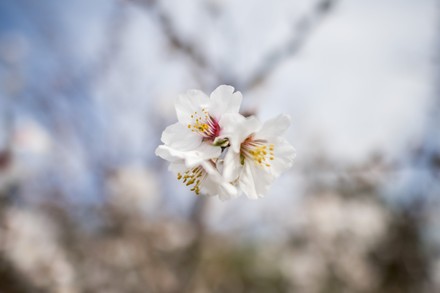 Flowers Blossoming Almond Tree Seen Pecs Editorial Stock Photo - Stock ...
