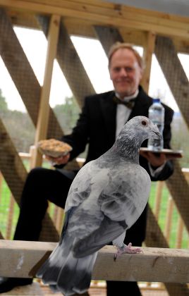 Pigeons Getting Five Star Treatment Ponderosa Editorial Stock Photo ...