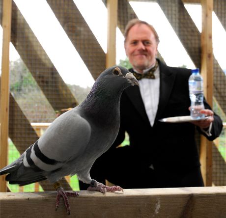 __COUNT__ Five star treatment for pigeons at the £1m Ponderosa Racing ...