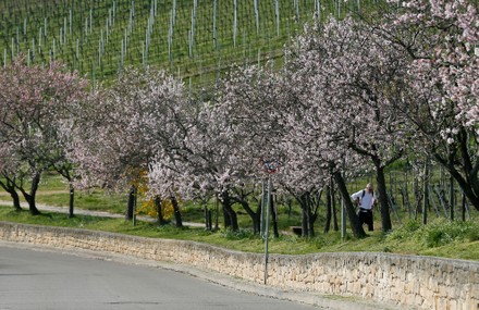View Road Lined Blossoming Almond Trees Editorial Stock Photo - Stock ...