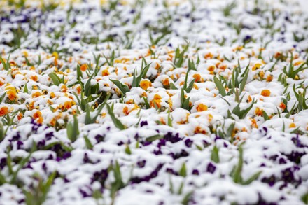 Snowy spring day, Nagykanizsa, Hungary - 24 Mar 2020 Stock Pictures ...