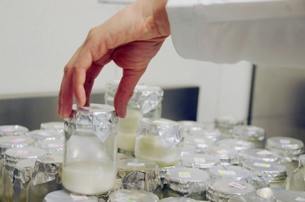 Woman Collects Processes Stores Milk Production Editorial Stock Photo ...