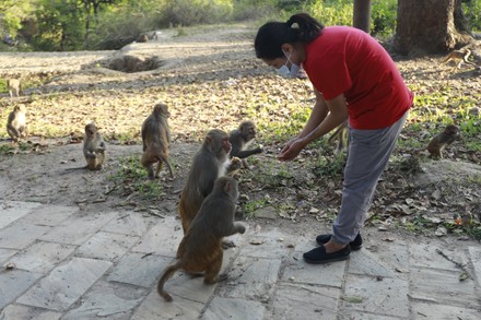 Snehas Care Team Feed Monkeys On Editorial Stock Photo - Stock Image ...
