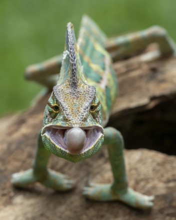 screaming chameleon jakarta Stock Photos (Exclusive) | Shutterstock