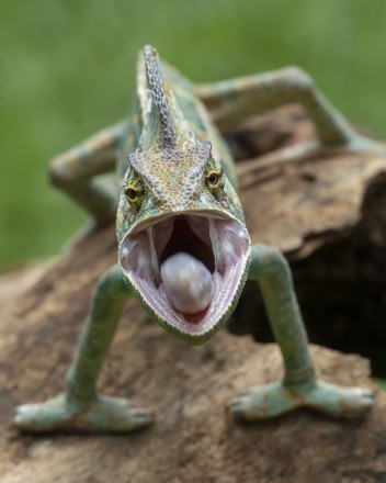 screaming chameleon jakarta Stock Photos (Exclusive) | Shutterstock