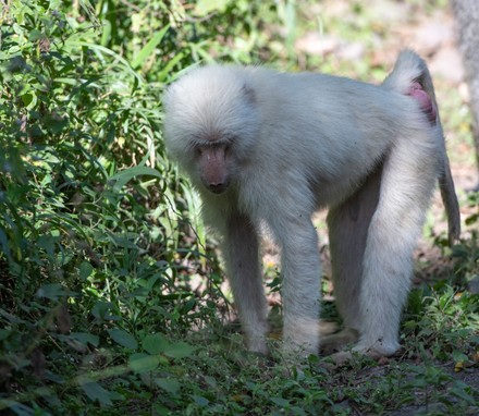 Rare White Baboon Stands Out Wanders Editorial Stock Photo - Stock ...