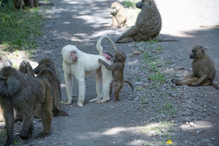 Rare White Baboon Stands Out Wanders Editorial Stock Photo - Stock Image | Shutterstock